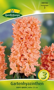 Hyazinthe City of Haarlem (3 Stück) | Hyazinthenzwiebeln von Quedlinburger | Samenhaus Samen ...