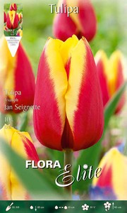 Triumph Tulpe Seadov (10 Stück) | Tulpenzwiebeln von Flora Elite ...