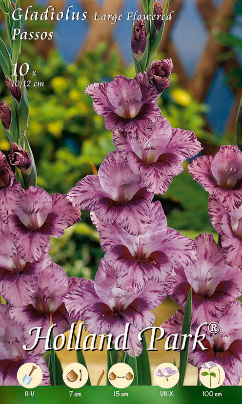 Gladiole Passos (10 Stück) | Gladiolenzwiebeln von Holland Park ...