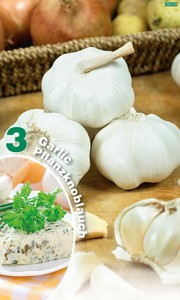 Pflanzknoblauch Steckknoblauch | Samenhaus Samen & Sämereien