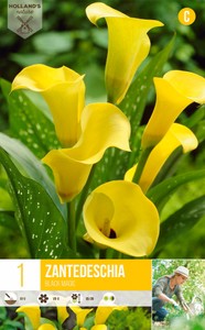 Lilie Linda Cancun (1 Stück) | Lilienzwiebeln von Sperli | Samenhaus ...