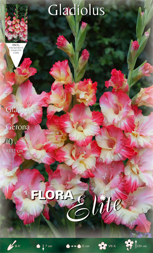Gladiole Gerona (10 Stück) | Gladiolenzwiebeln von Flora Elite ...