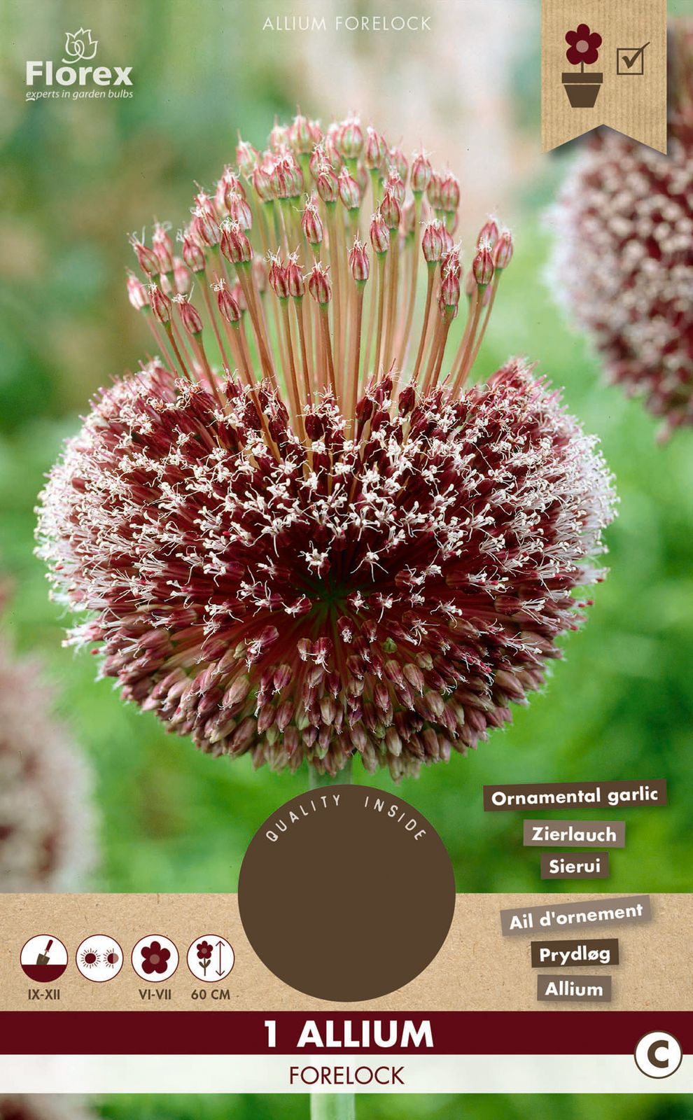 Allium Forelock (1 Stück) | Zierlauchzwiebeln von Florex