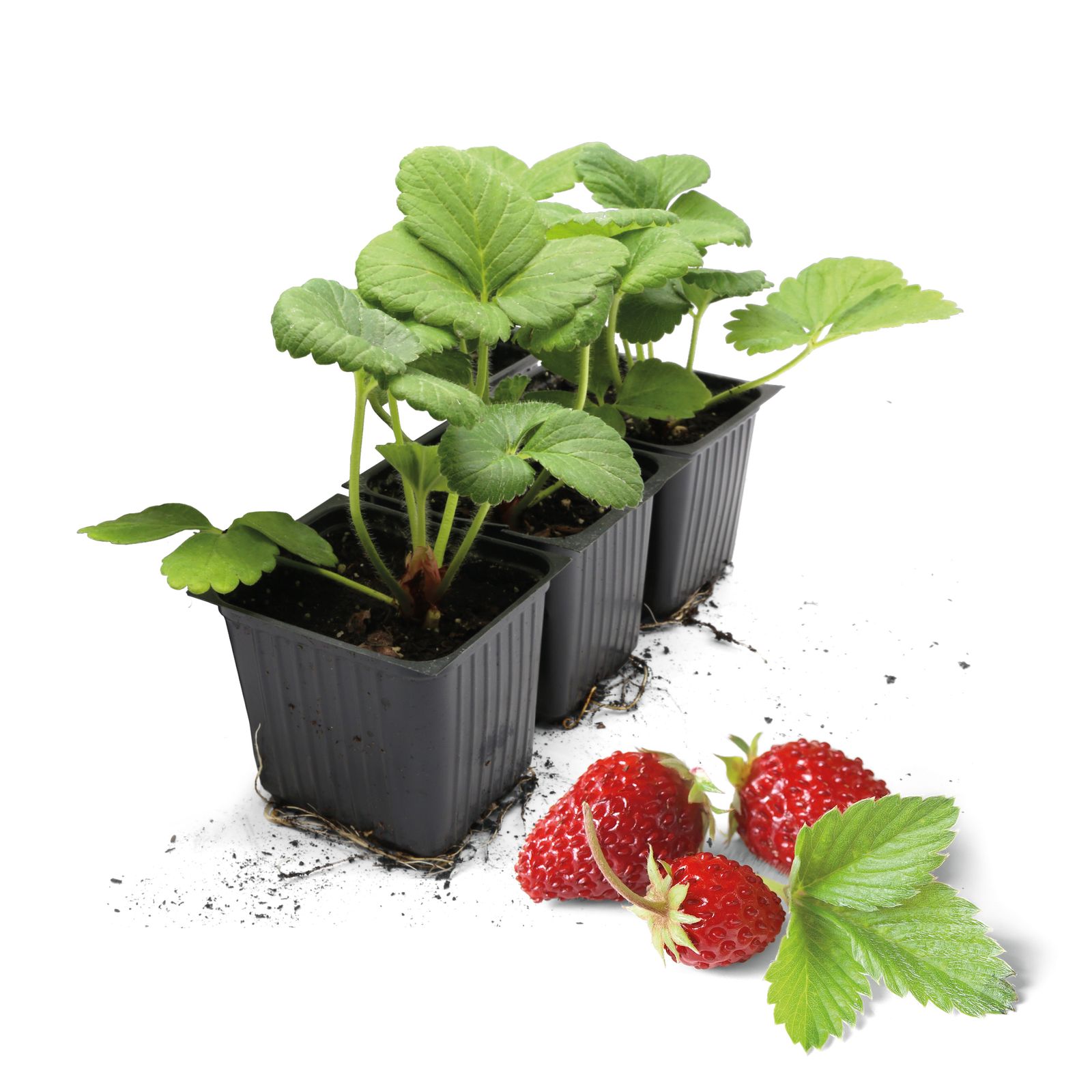 Walderdbeerpflanzen Hummi® Waldfee | Erdbeerpflanzen von FLORTUS ...