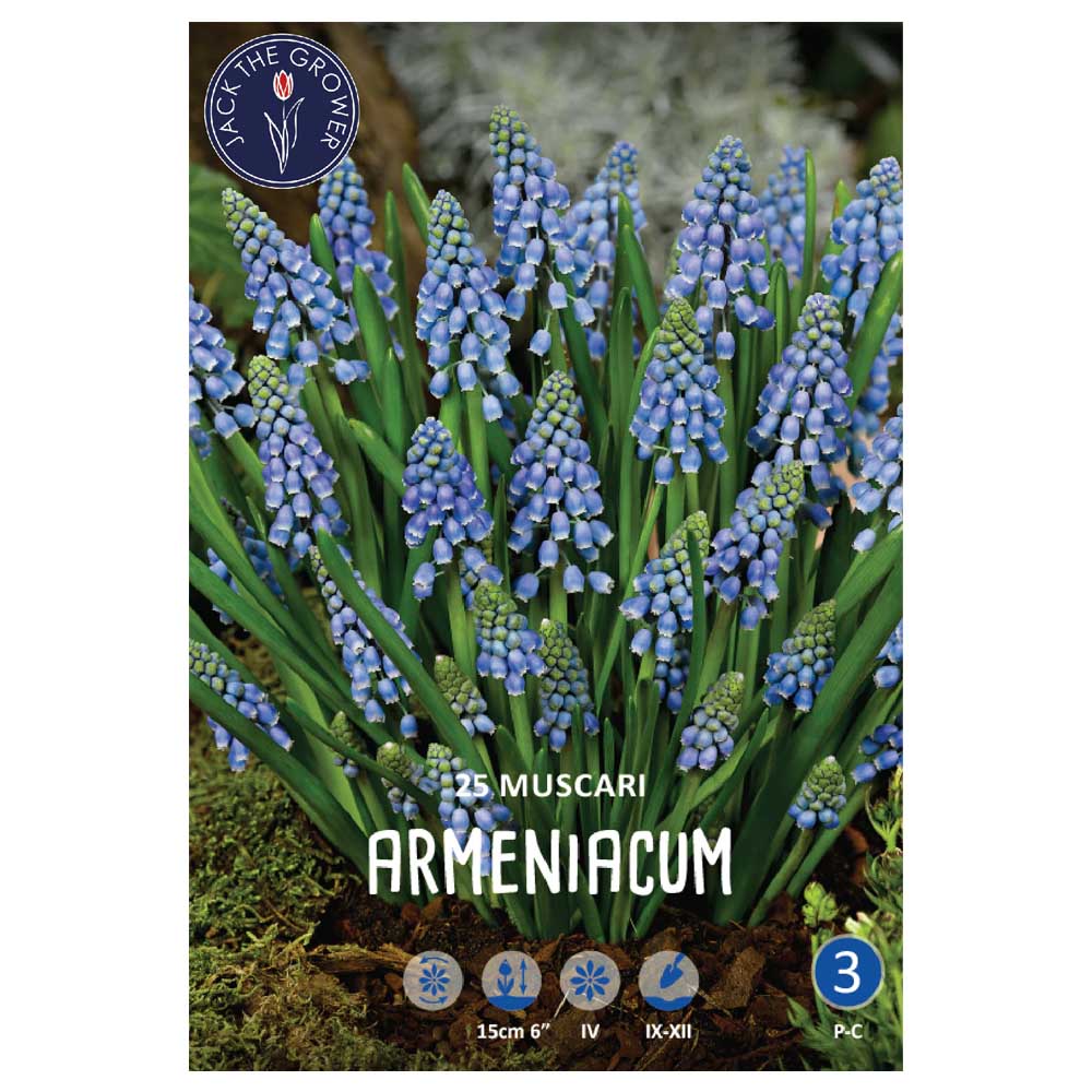 Lefeber Blumenzwiebeln Traubenhyazinthe Muscari Armeniacum (25 Stück ...