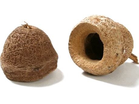 Sapucaia klein ca. 5-8cm | Lecythis ollaria