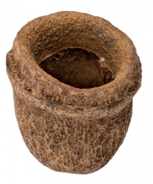 Sapucaia klein ca. 5-8cm | Lecythis ollaria