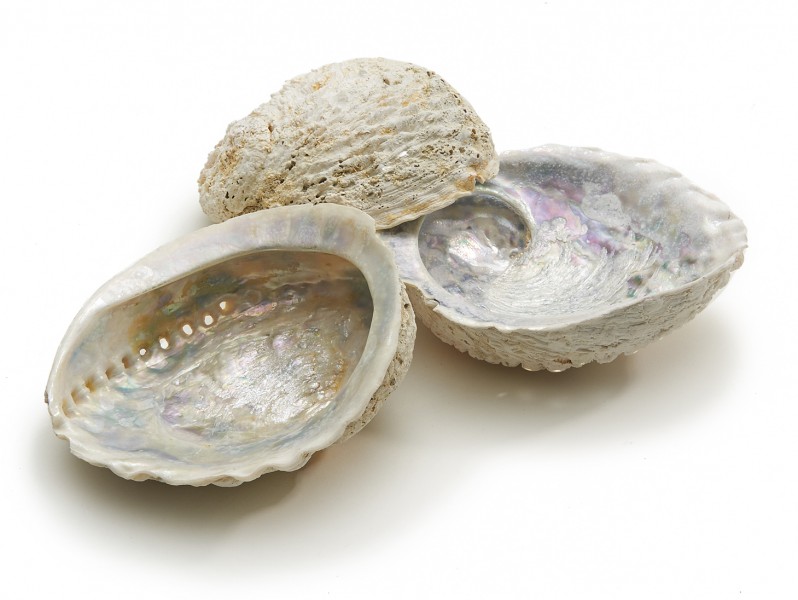 Haliotis midae gebleicht ca. 12-16cm | Abalone Muschel
