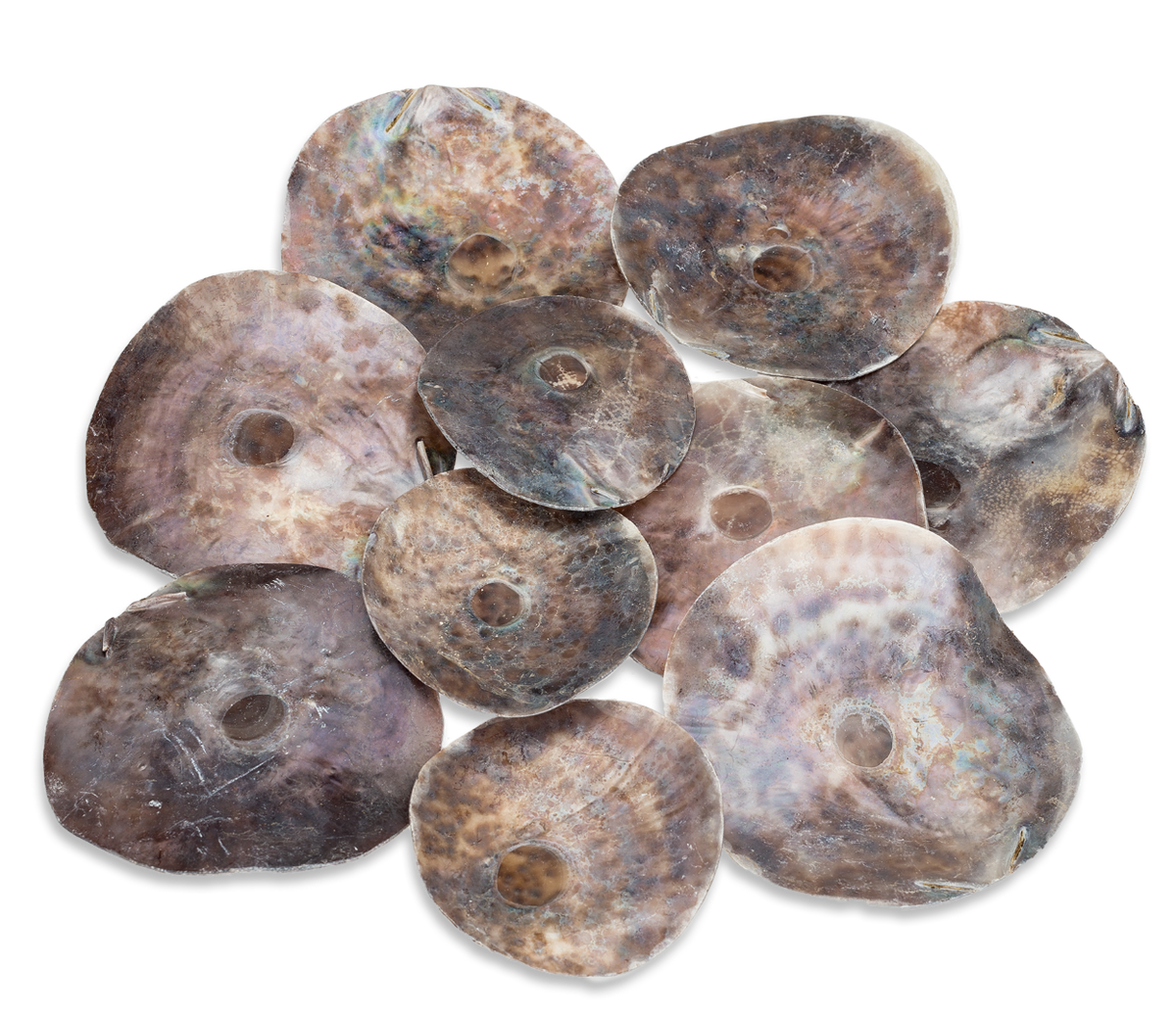 Placuna Placenta Runde Scheiben 250g | NaDeco