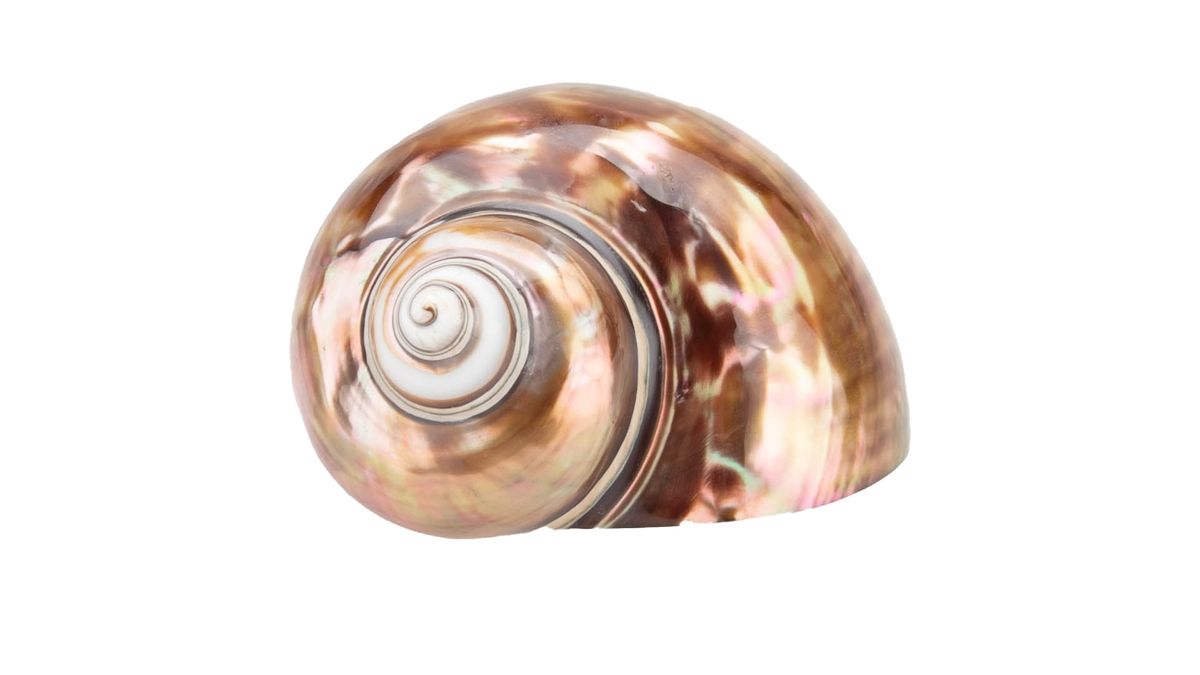 Turbo burgos, Kupfer, Größe ca. 7cm | Turbanschnecke | NaDeco