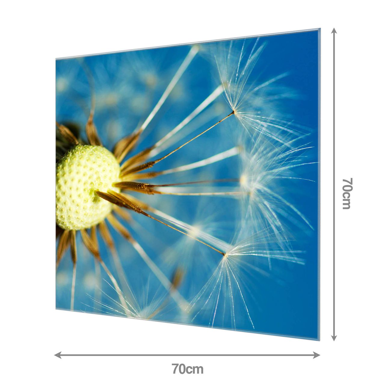 Küchenrückwand Glas Motiv Pusteblume Detail | banjado