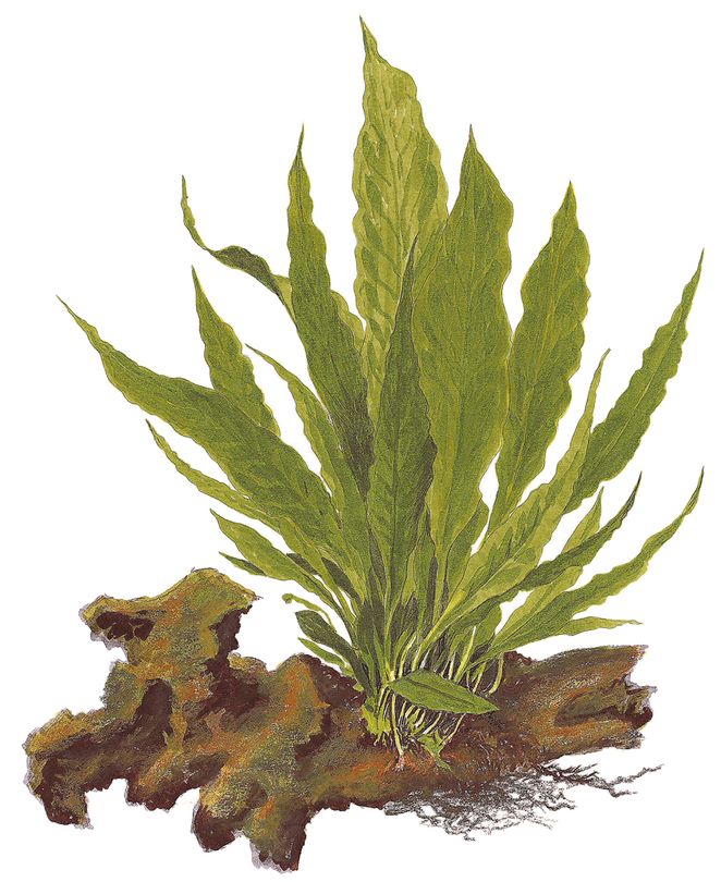 Aquarium Pflanze Microsorum pteropus Javafarn auf Wurzel Tropica Nr.008 YWS