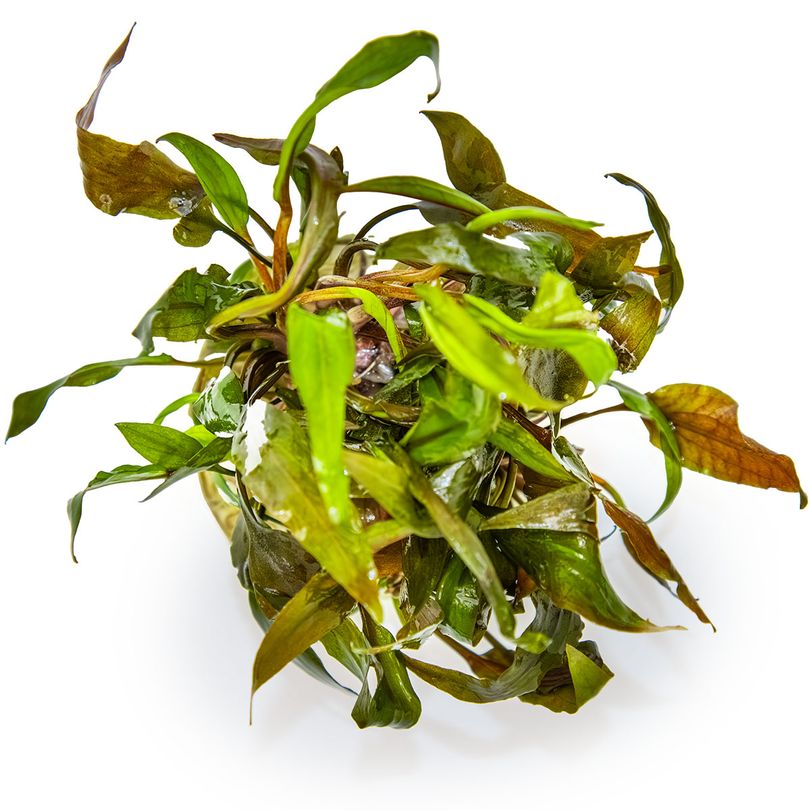 Aquarium Pflanze Cryptocoryne undulata 'Broad Leaf' Tropica Nr.110B TC ...