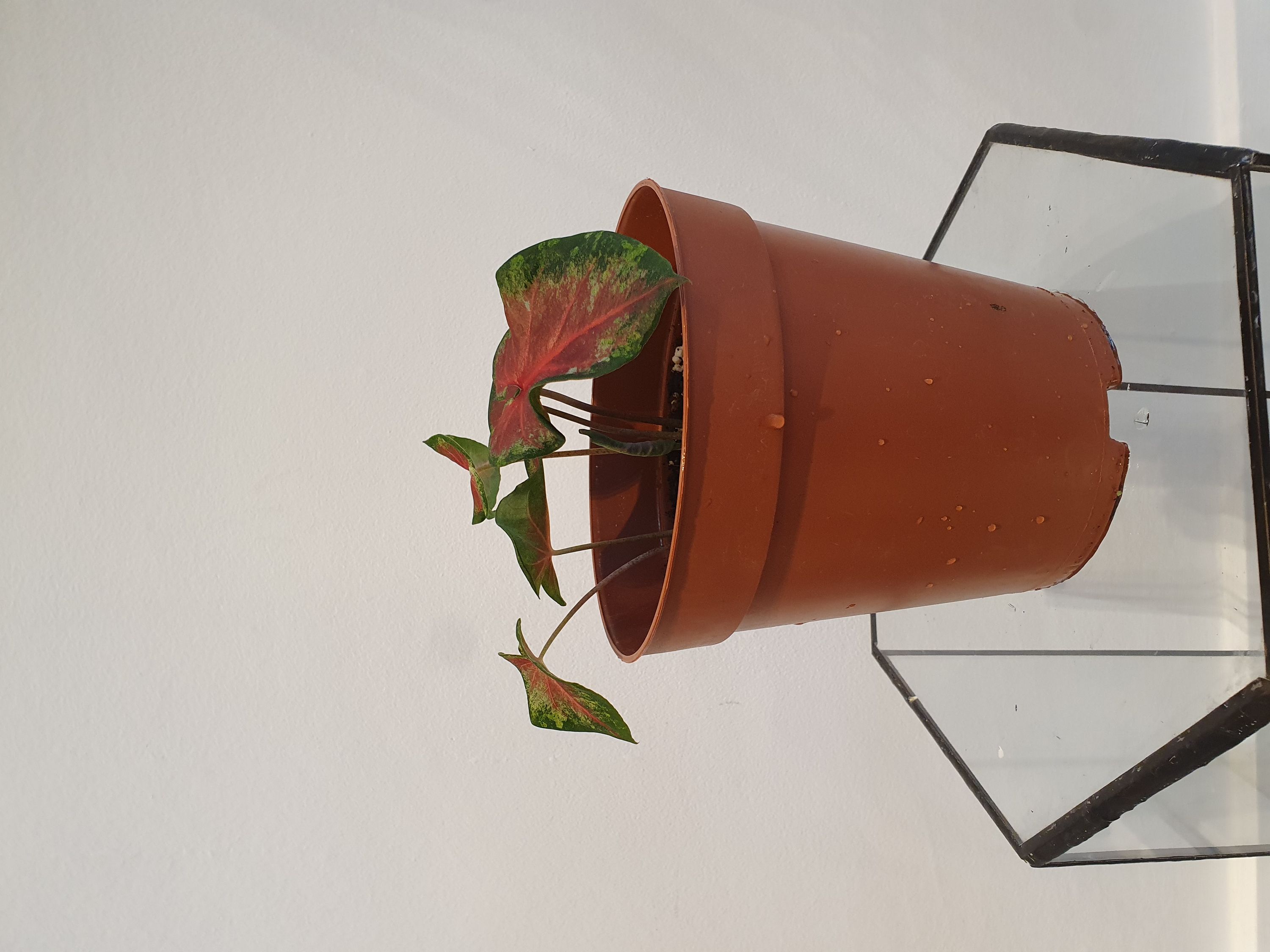 Caladium Red Bellied Tree Frog | Glücksgriff Kassel