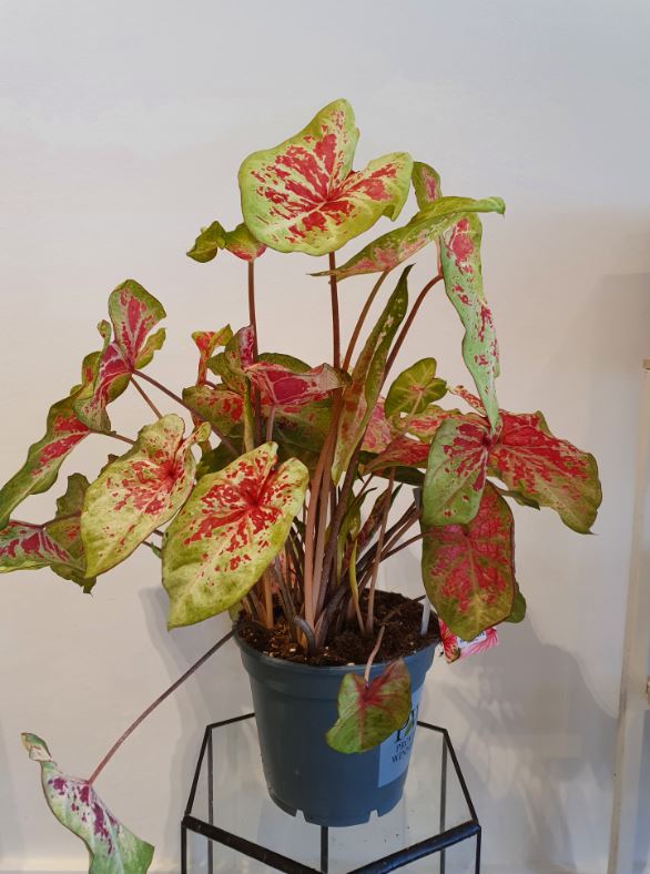 Caladium Raspberry Moon | Glücksgriff Kassel