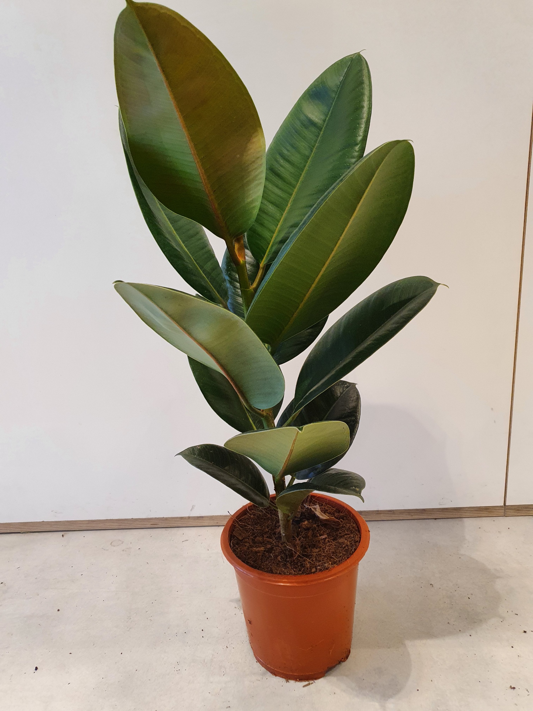 Ficus Elastica Ficus Tineke Elastica Care Guide Houseplant Hive