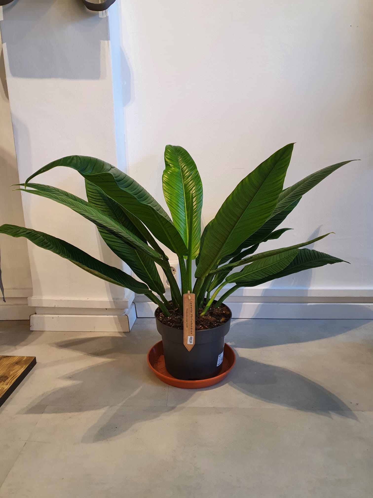 Philodendron Campii Lynette | Glücksgriff Kassel