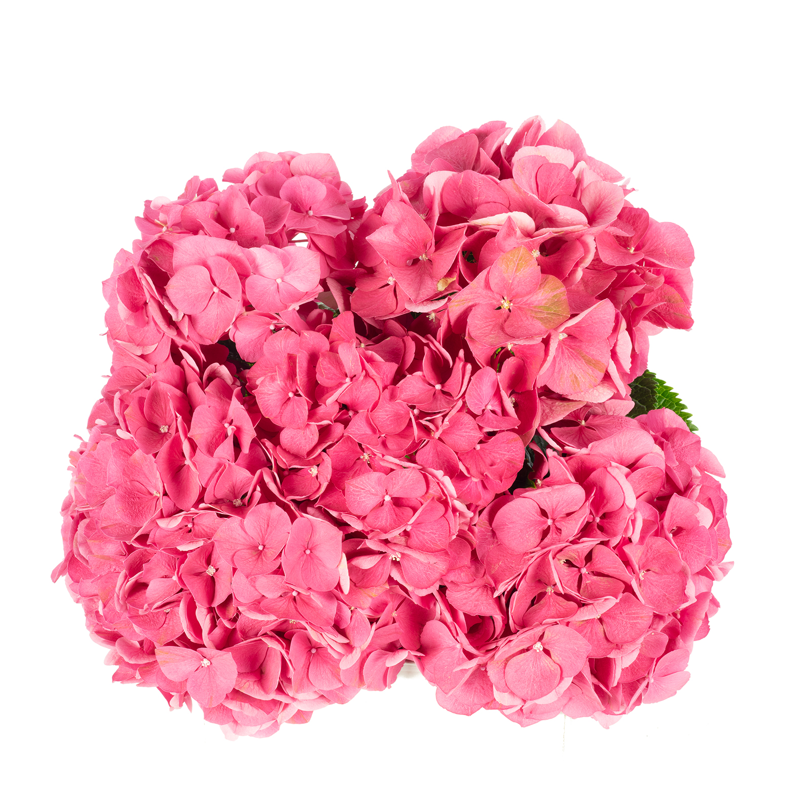 Bund Hortensie - Hydrangea macrophylla 'Glowing Alps' - pink - Länge ca ...