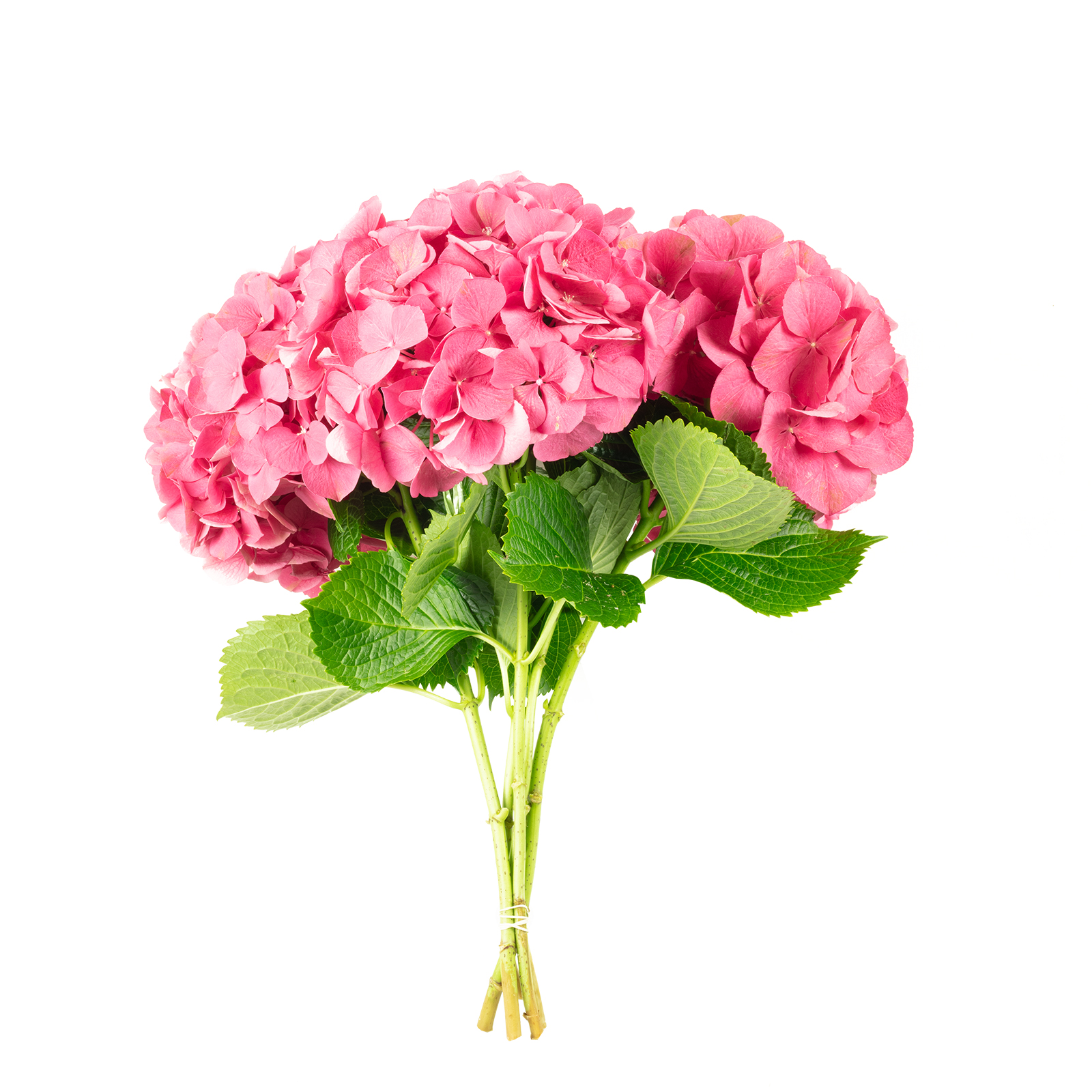 Bund Hortensie - Hydrangea macrophylla 'Glowing Alps' - pink - Länge ca ...