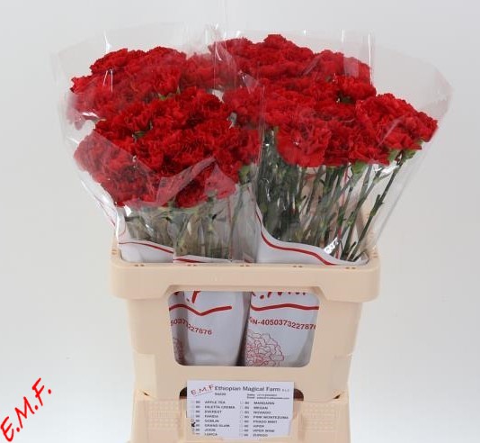 Bund Nelke rot - Dianthus standard 'Grand Slam' - Stiellänge ca. 60 ...