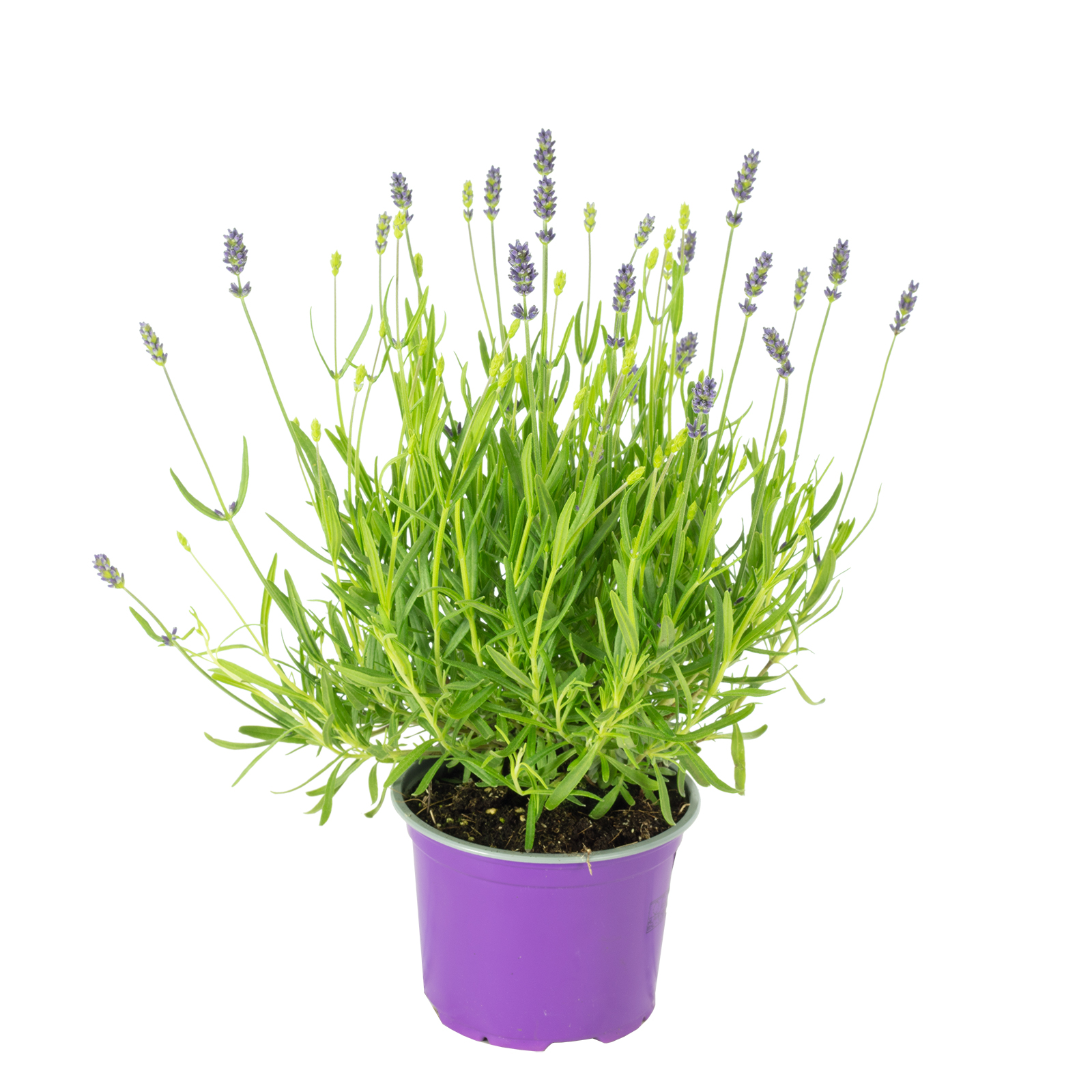 Lavendel lila - Lavandula angustifolia 'Essence Purple' - Höhe ca. 20 ...