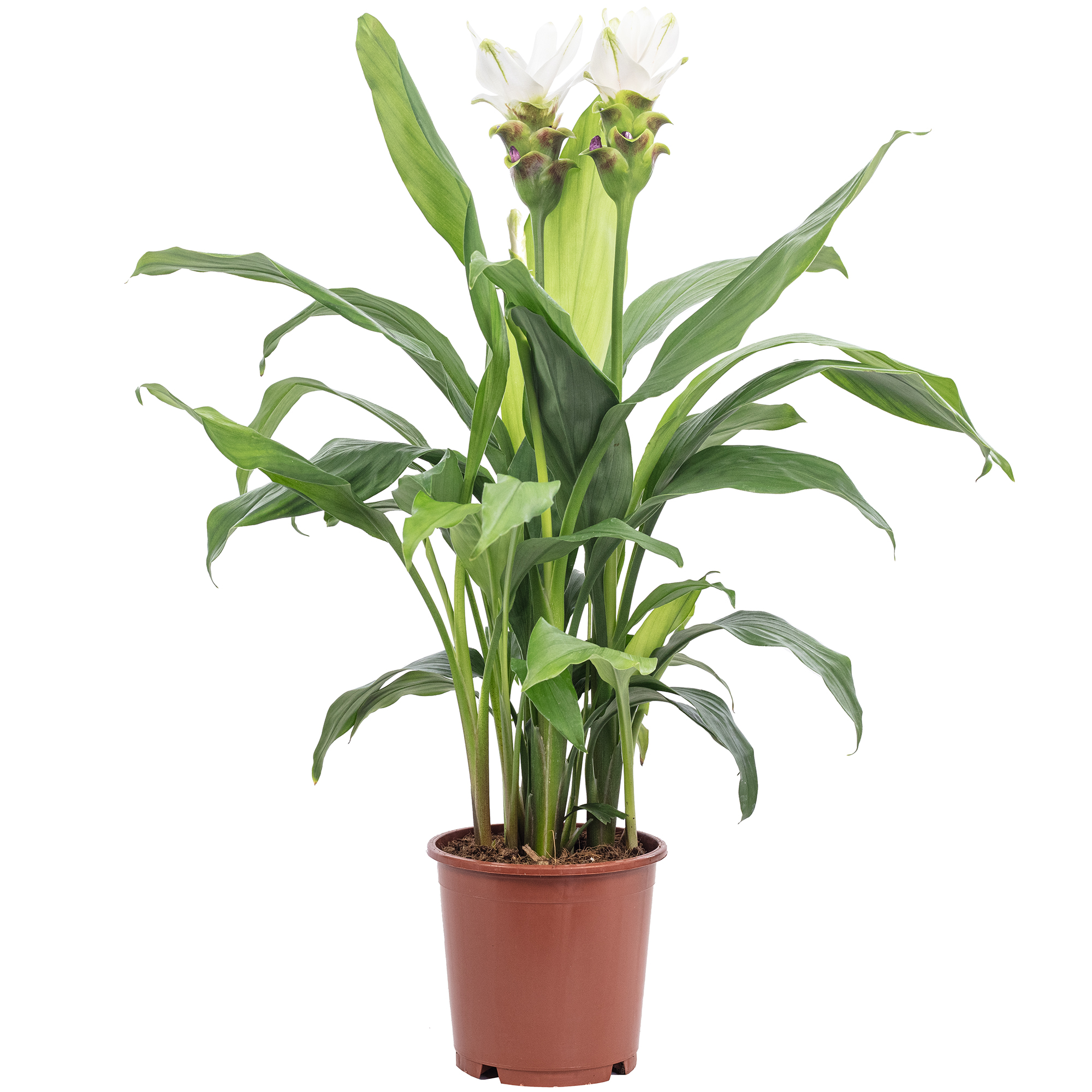 Kurkuma weiß - Curcuma alismatifolia 'Siam Stardust' - Höhe ca. 60 cm ...