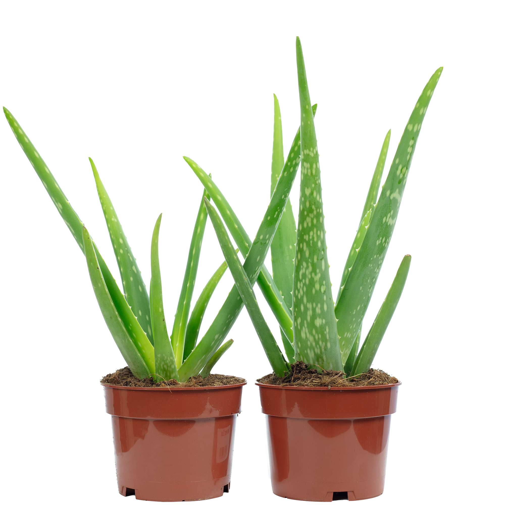 Sukkulente Aloe Vera