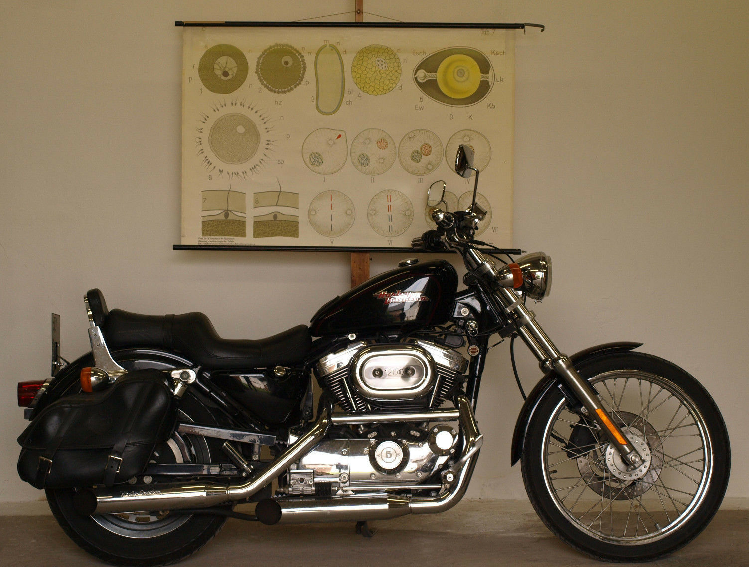 Wandbild Smalian Ei Dotter Befruchtung 120x79cm~1955 vintage ...