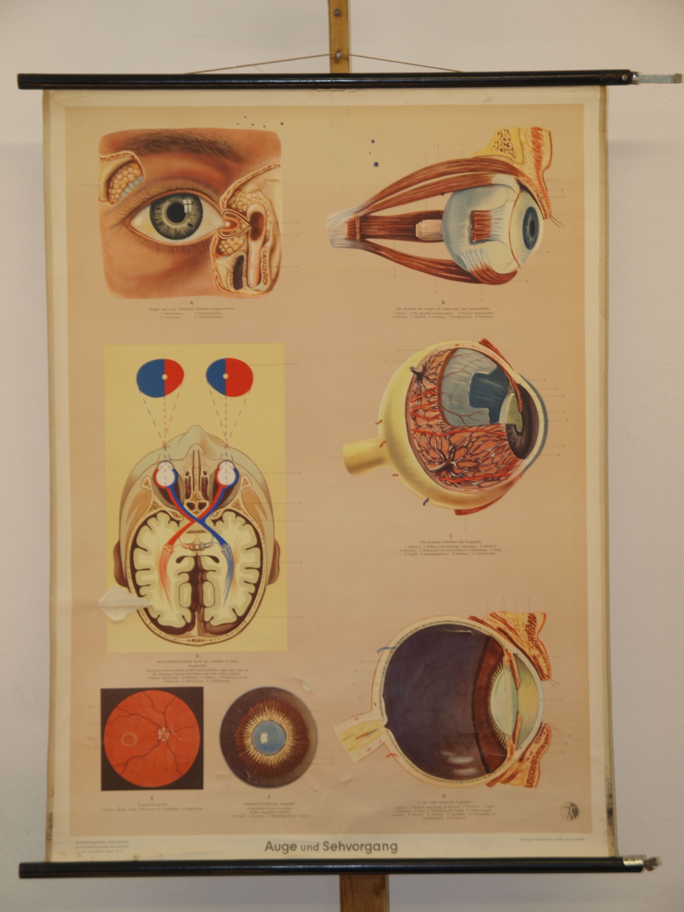 Auge und Sehvorgang sehen Optiker Augenarzt Brille blind Linse 1952 ...