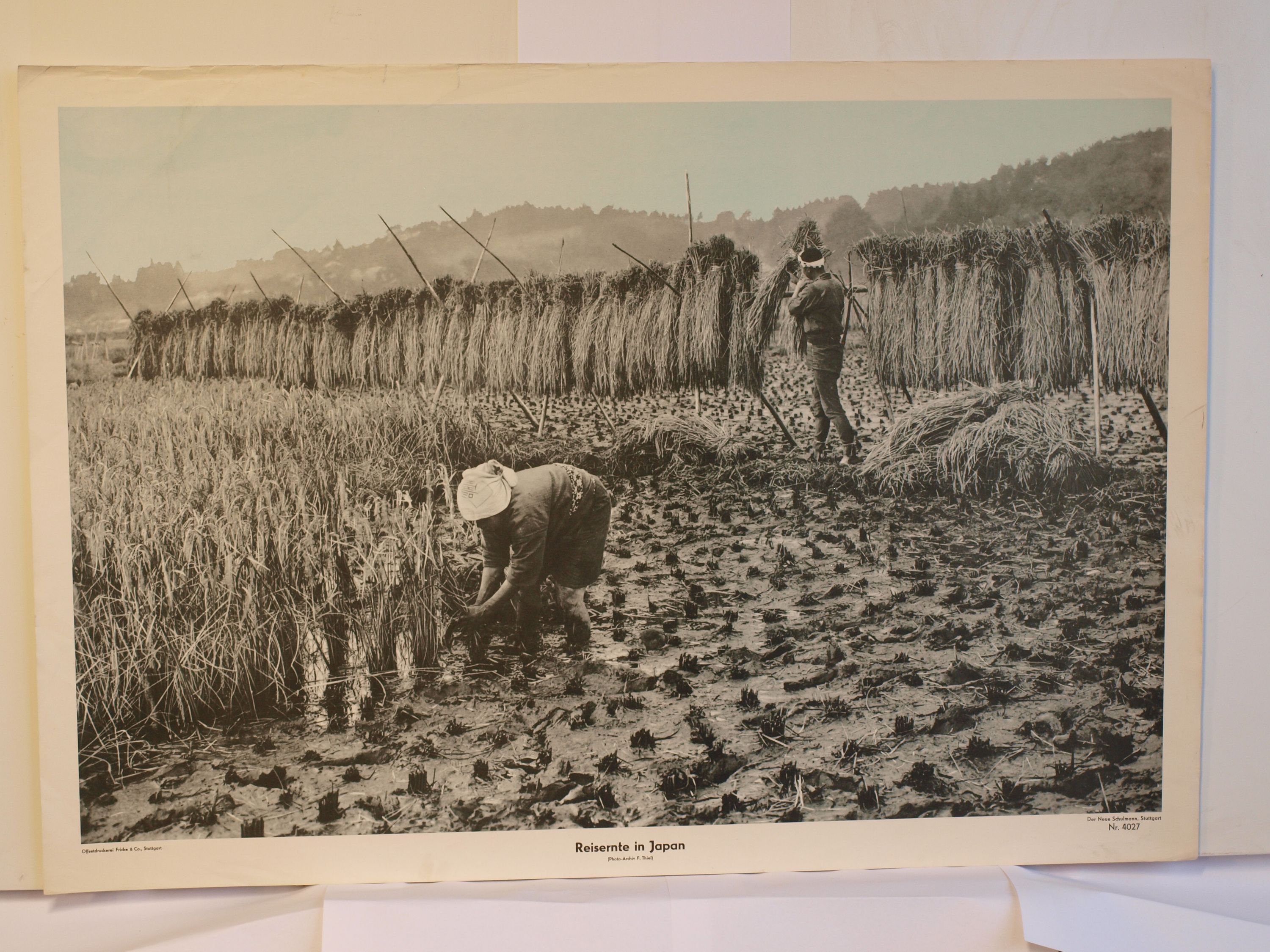 Reisernte in Japan Getreide Oryza Grundnahrungsmittel Reisbauern Rispen ...