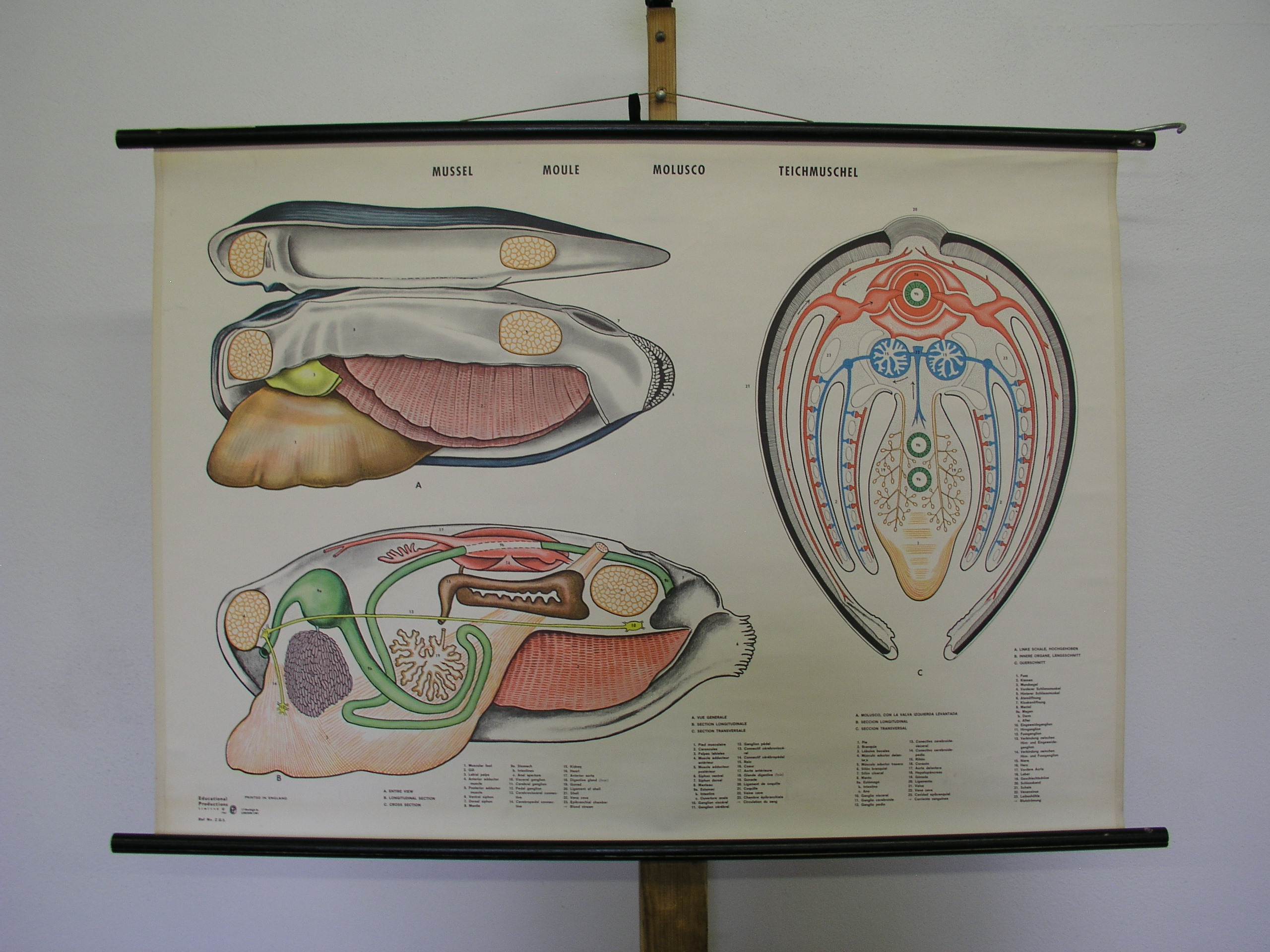 Anatomie Muscheln Teich Schnitt Bauplan Organe ~1960 Schulwandbild ...