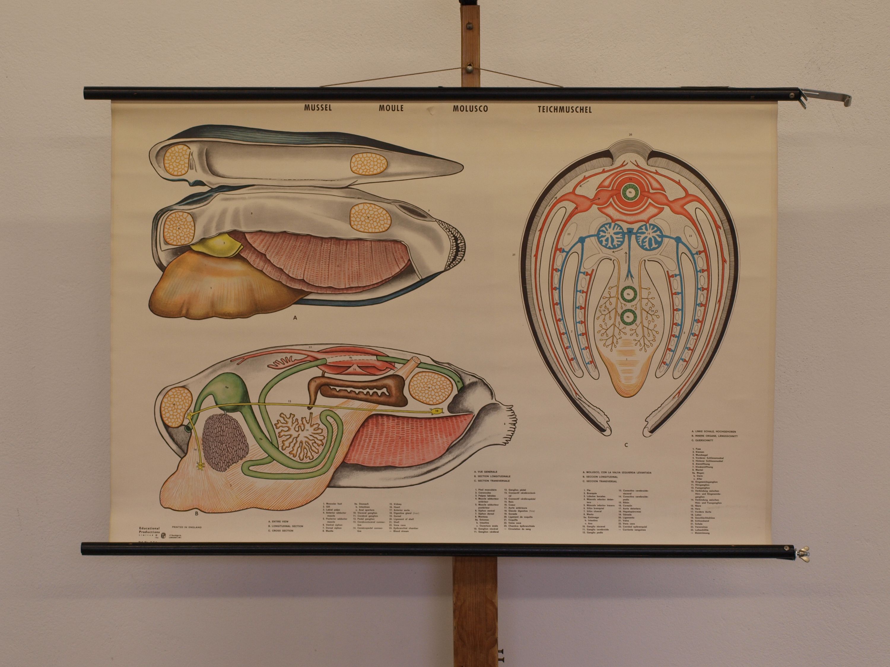 Anatomie Muscheln Teich Schnitt Bauplan Organe ~1960 Schulwandbild ...