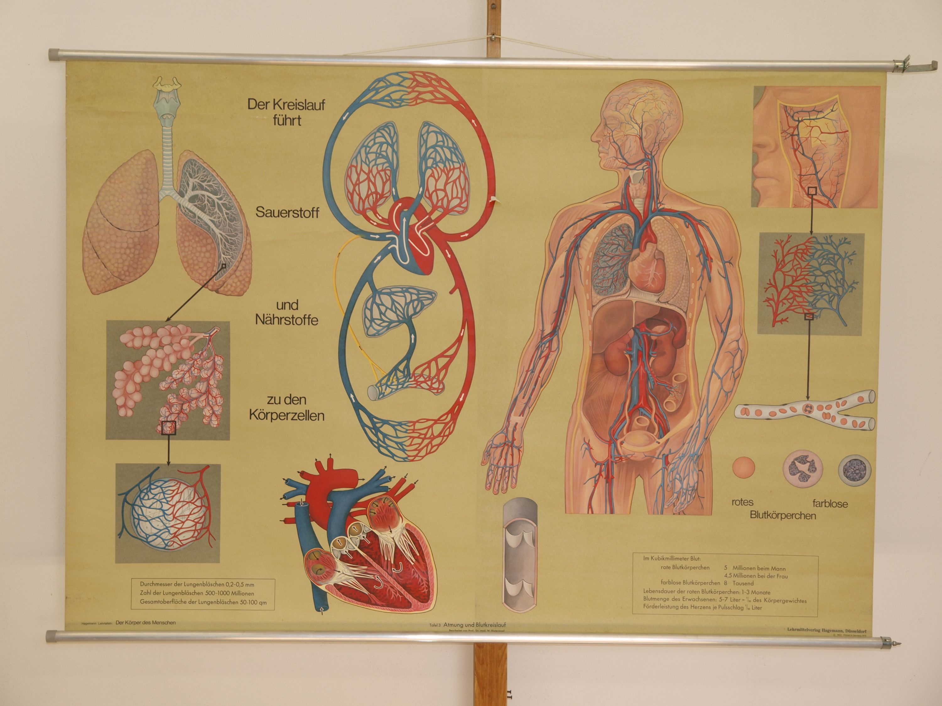 Atmung und Blutkreislauf Lunge Herz Sauerstoff Atem ~1968 Wandbild ...