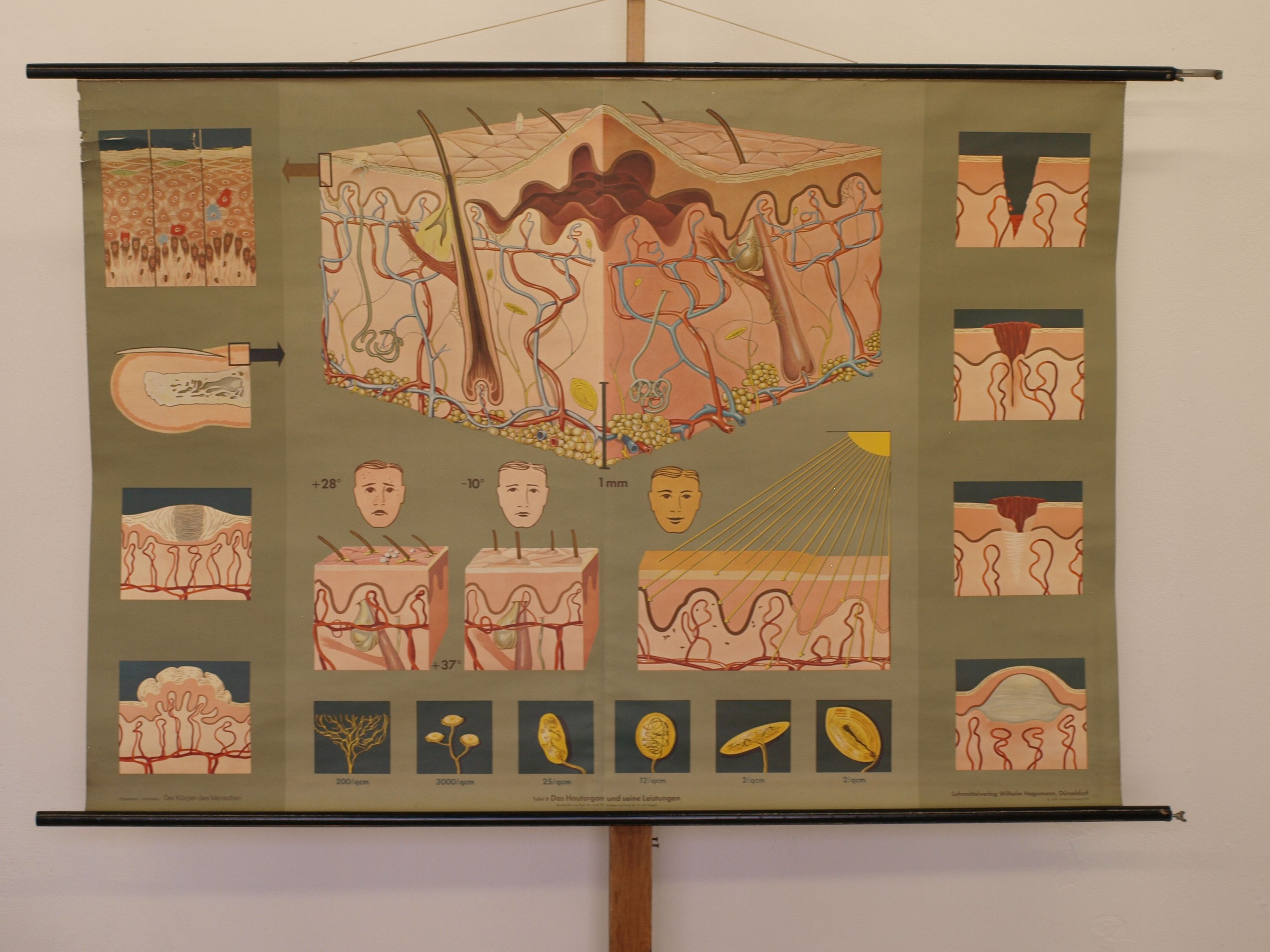 Haut Dermatologie Aufbau Funktion Lehrtafel Schaubild ~1965 Wandbild ...