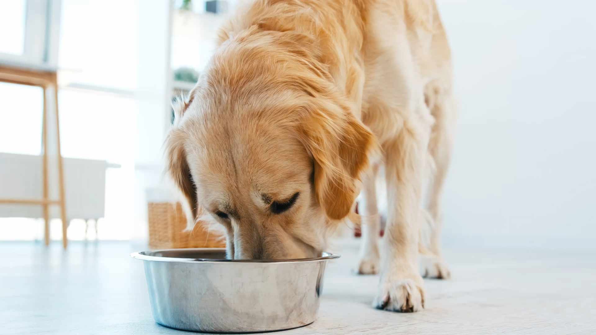 Gewinnen Sie ein Futter-Paket von fein-kost24.de für Katzen oder Hunde ...