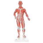 1/3 Life-Size Muscle Figure, 2-part | PHYWE