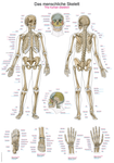 Chart The human skeleton, 70x100cm | PHYWE
