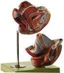 Weibliche Geschlechtsorgane, mit Mastdarm und Harnblase | PHYWE