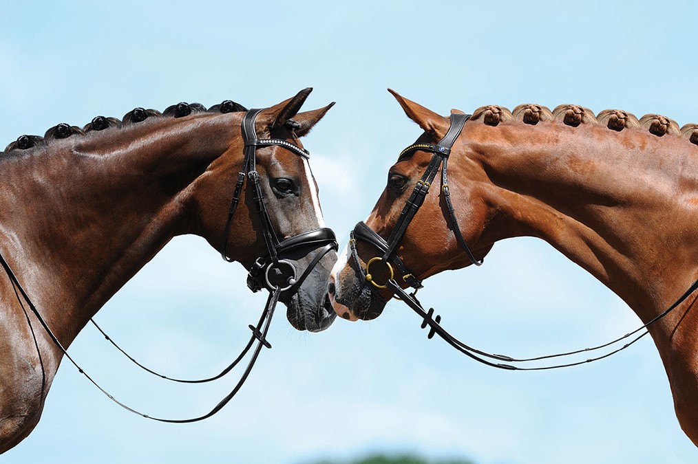 Passier | Horse Shop