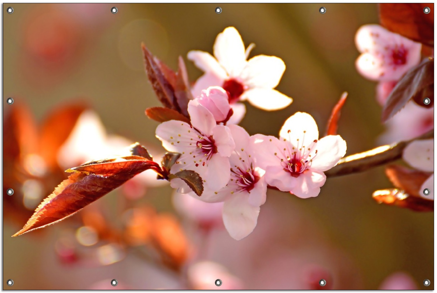 Gartenposter Frühlingsgefühle II - Kirschblüten in Nahaufnahme ...