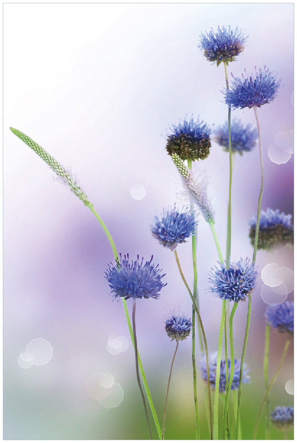 Poster Abstrakte lila Blume | Wallario.de