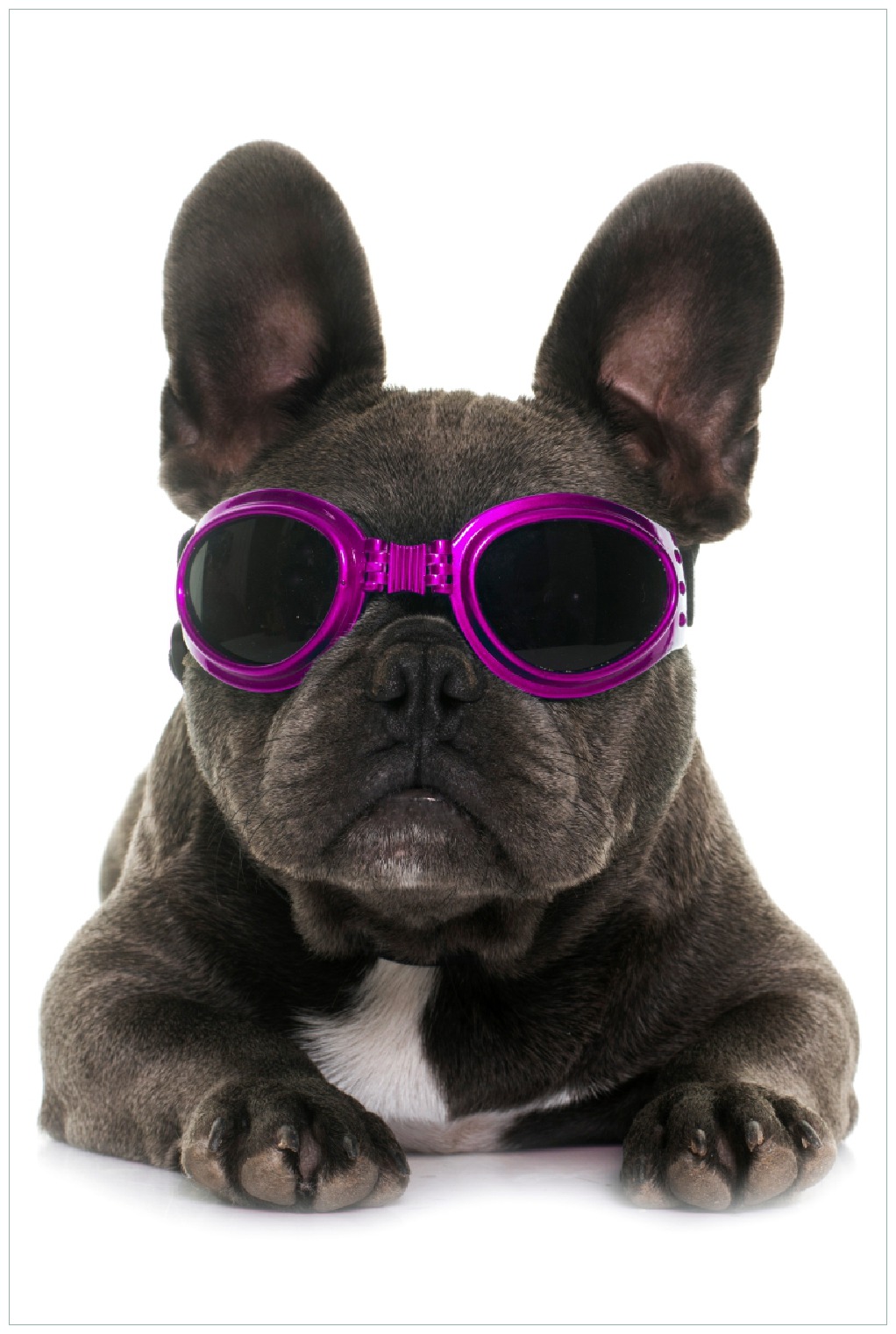 Poster Cooler Hund mit Sonnenbrille in pink - Französische Bulldogge ...