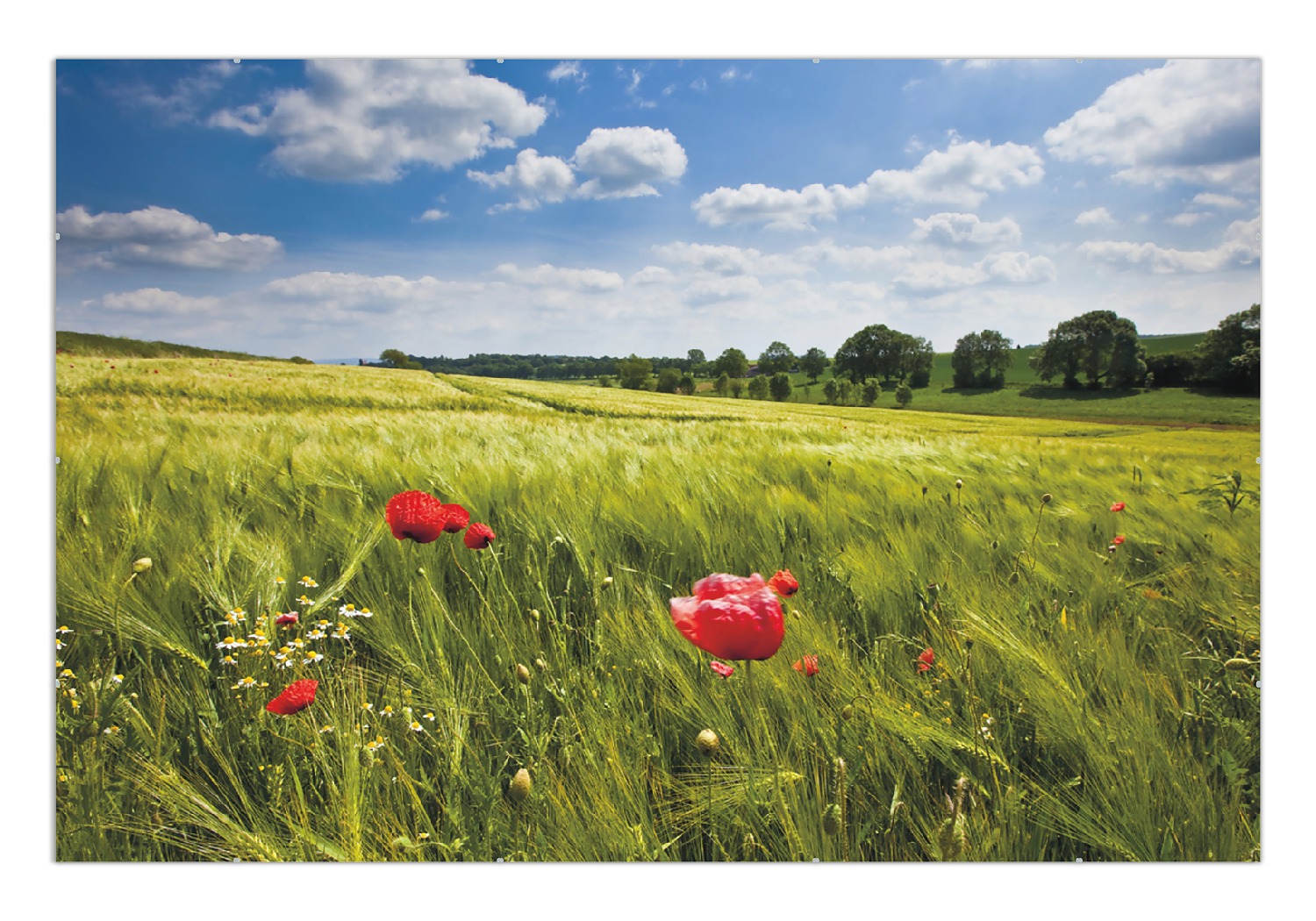 Poster Mohnblumenwiese auf grüner Wiese unter blauem Himmel ...
