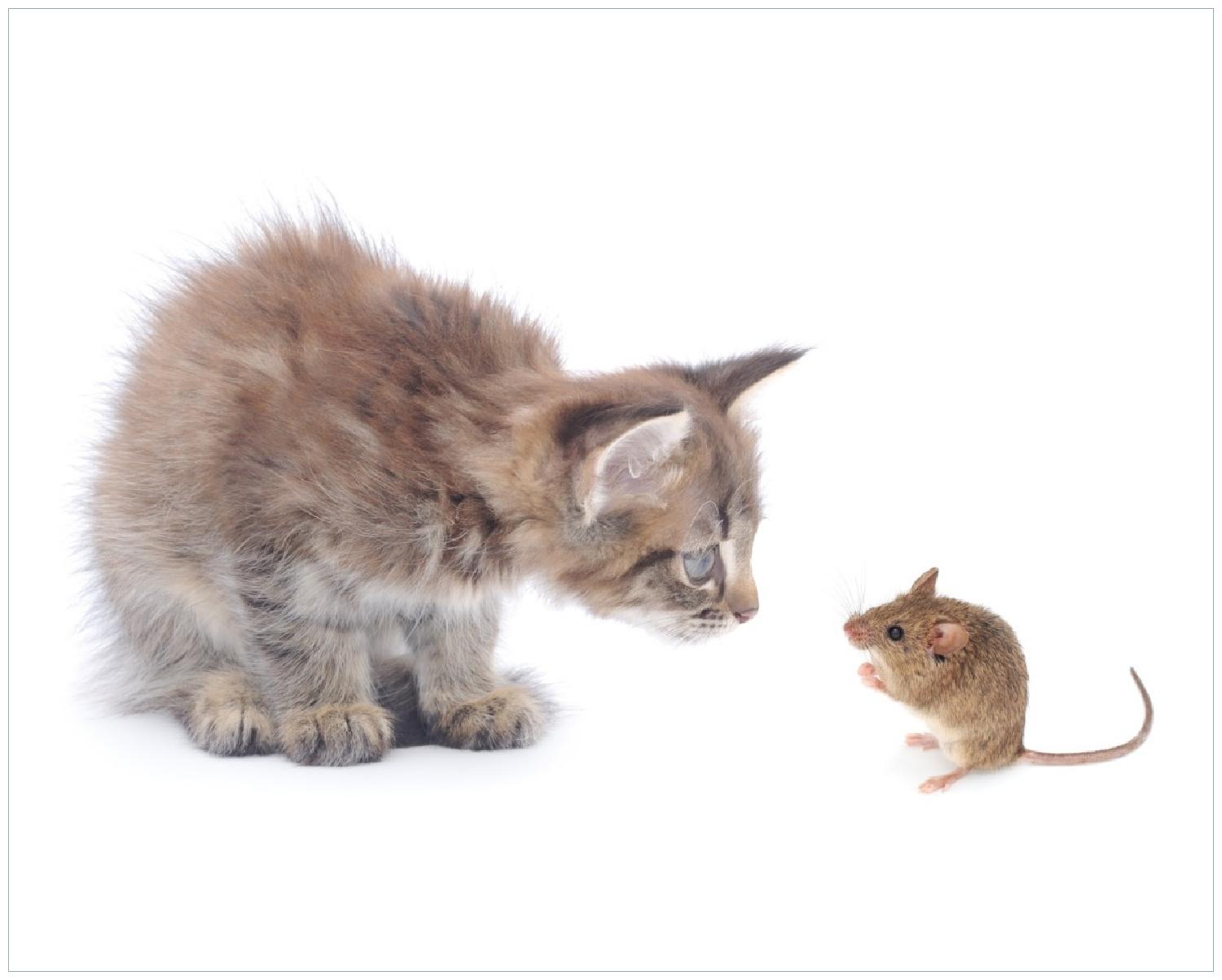 Poster Katze und Maus beim Spielen - weißer Hintergrund | Wallario.de