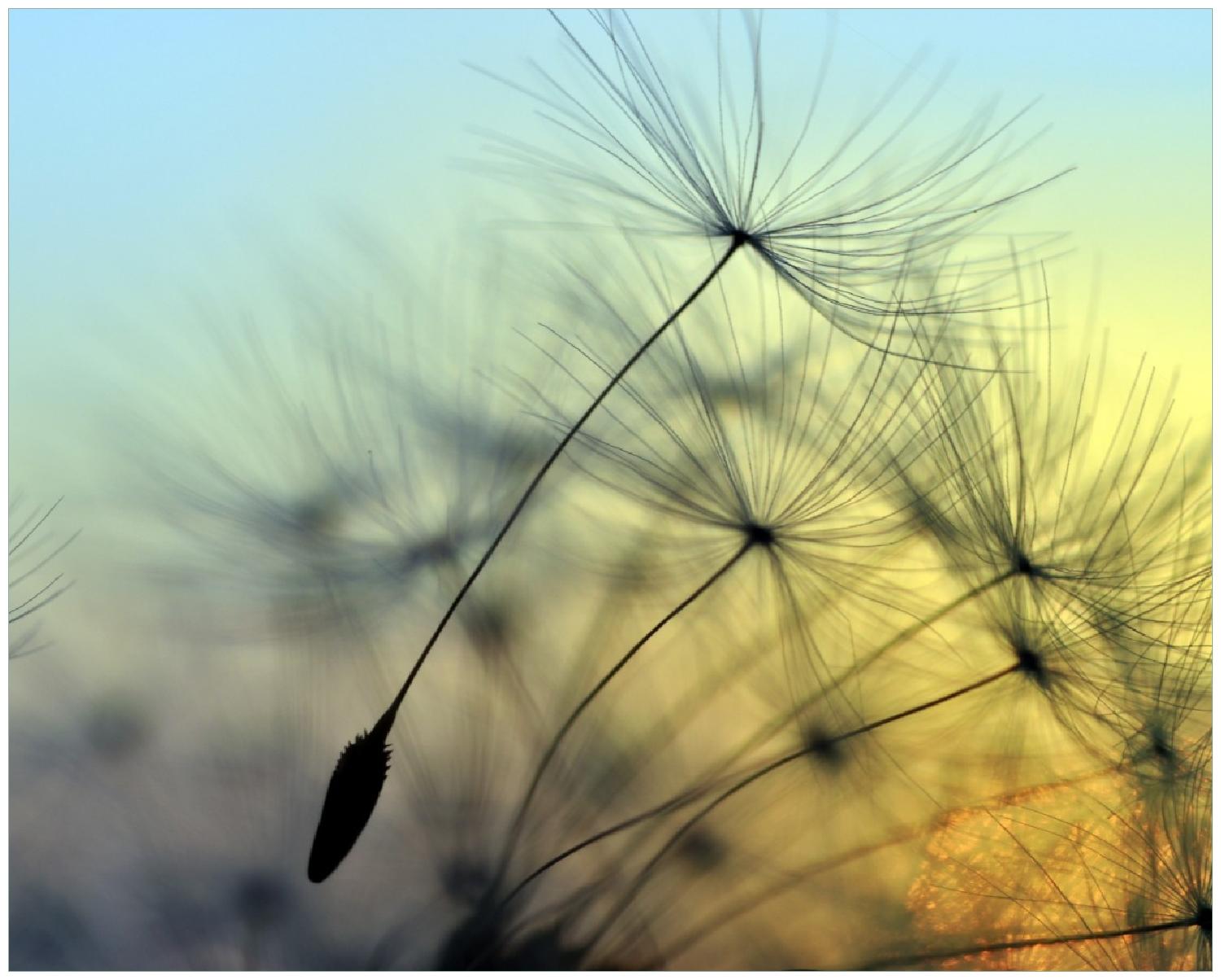 Poster Samen der Pusteblume in Nahaufnahme vor blauem Himmel | Wallario.de