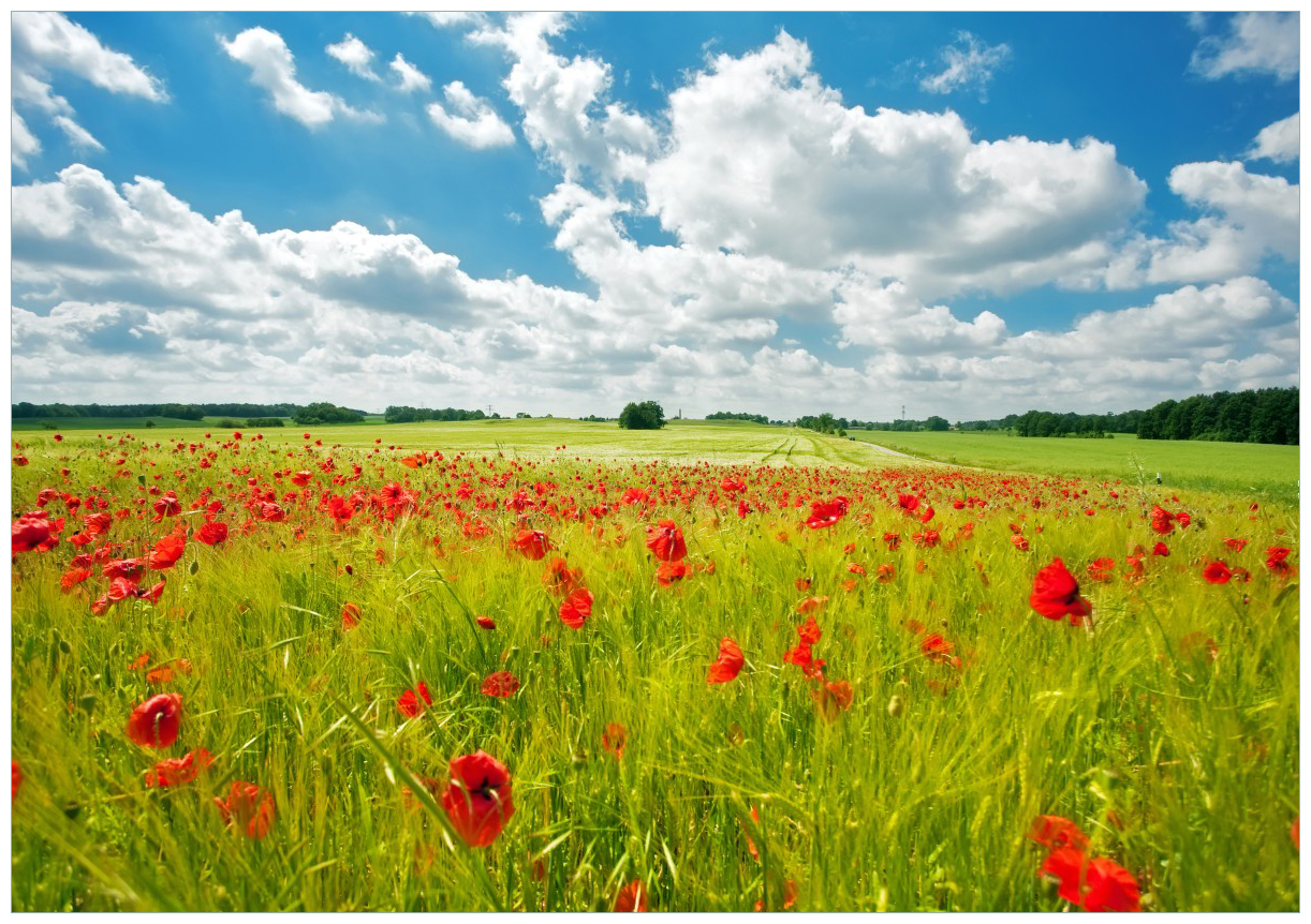 Selbstklebendes Poster Grüne Wiese mit Mohnblumen | Wallario.de