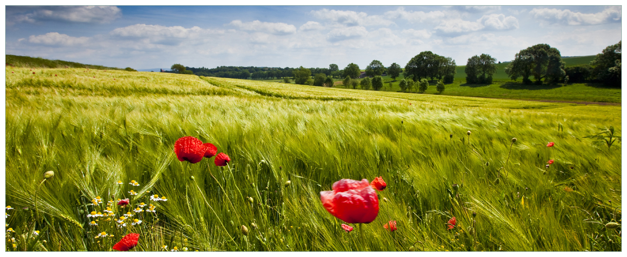 Selbstklebendes Poster Mohnblumenwiese auf grüner Wiese unter blauem ...