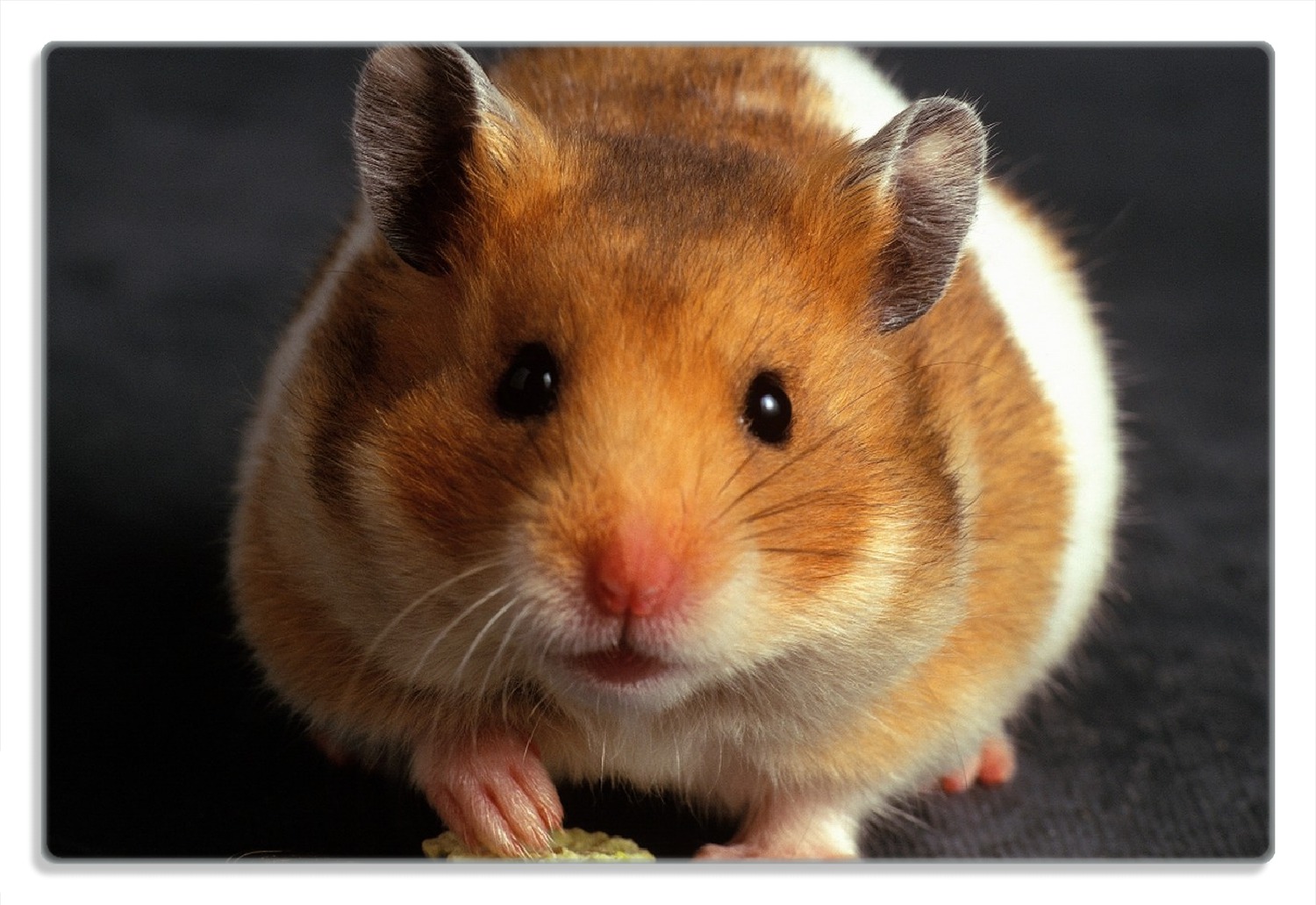 Frühstücksbrettchen Putziger Hamster mit Nüssen zwischen den Pfoten ...