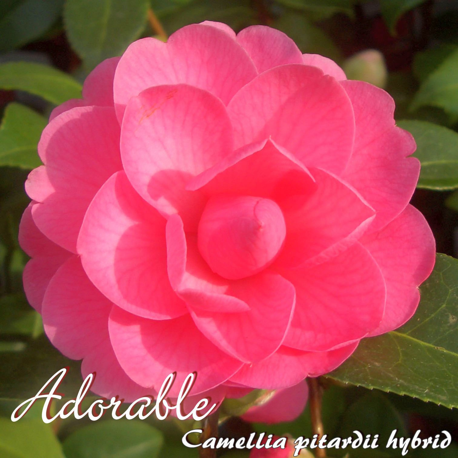 Kamelie "Adorable" - Camellia pitardii hybrid - 3-jährige Pflanze (217 ...