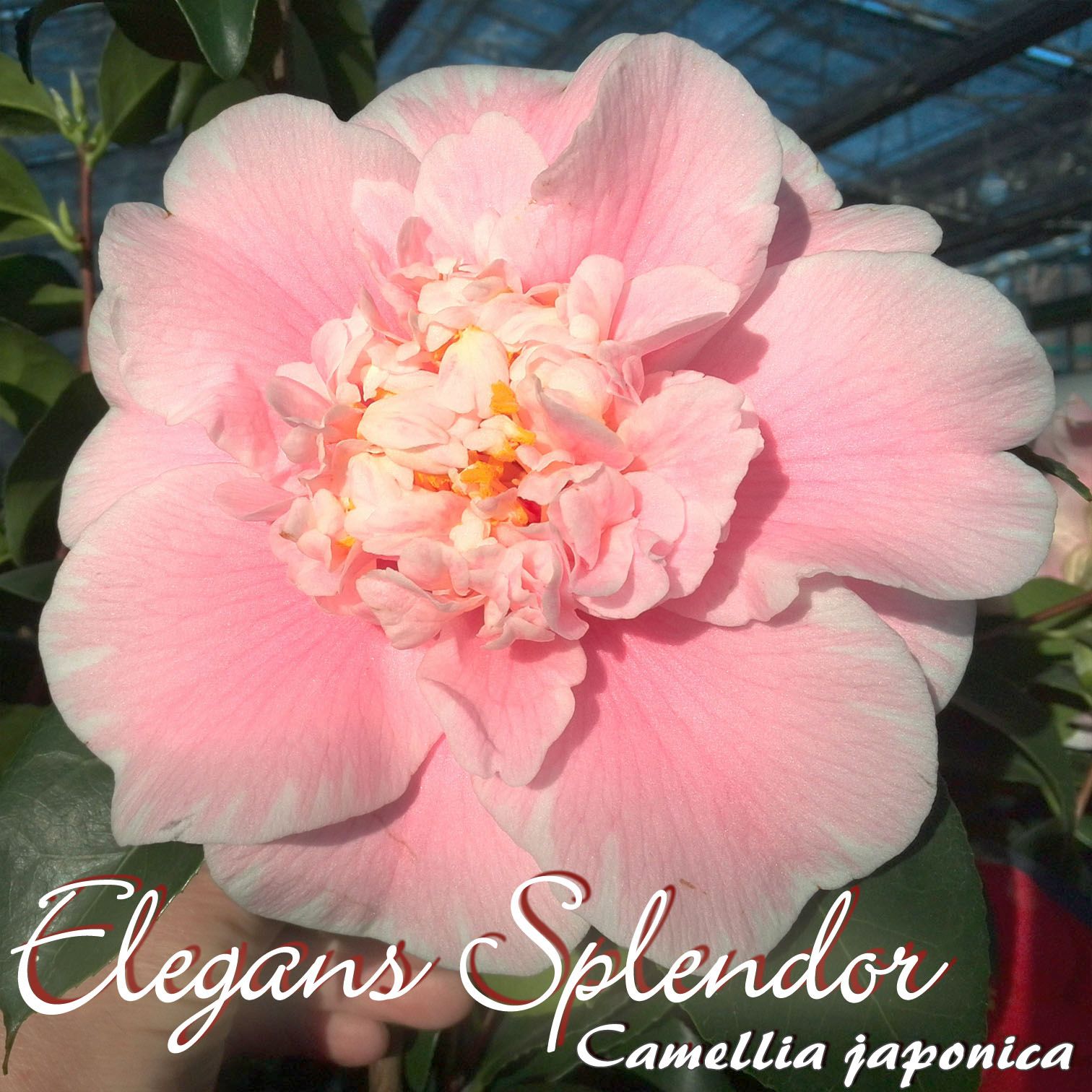 Kamelie "Elegans Splendor, Supreme, Lauterbach" - Camellia japonica - 3-jährige Pflanze (4 ...